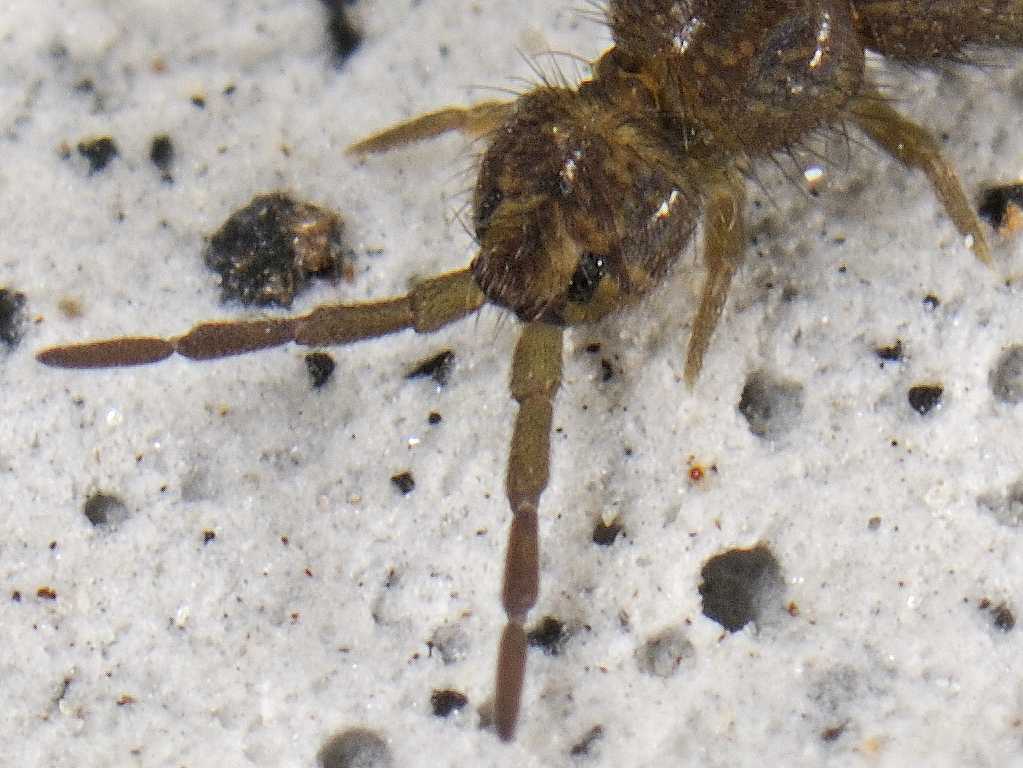 Checklist of the Collembola: Isotominae