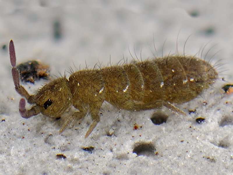 Checklist of the Collembola: Isotominae
