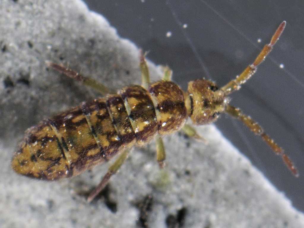 Checklist of the Collembola: Isotominae