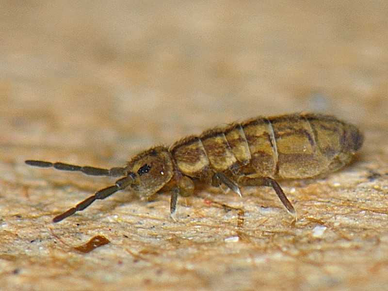 Checklist of the Collembola: Isotominae