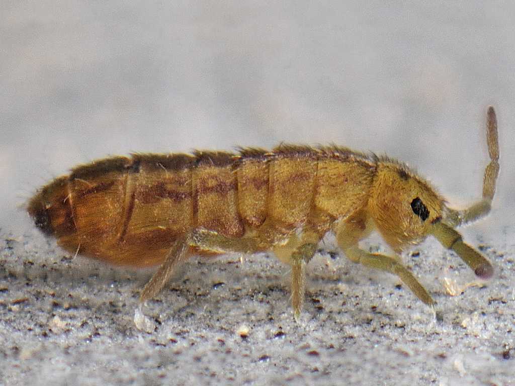 Checklist of the Collembola: Isotominae