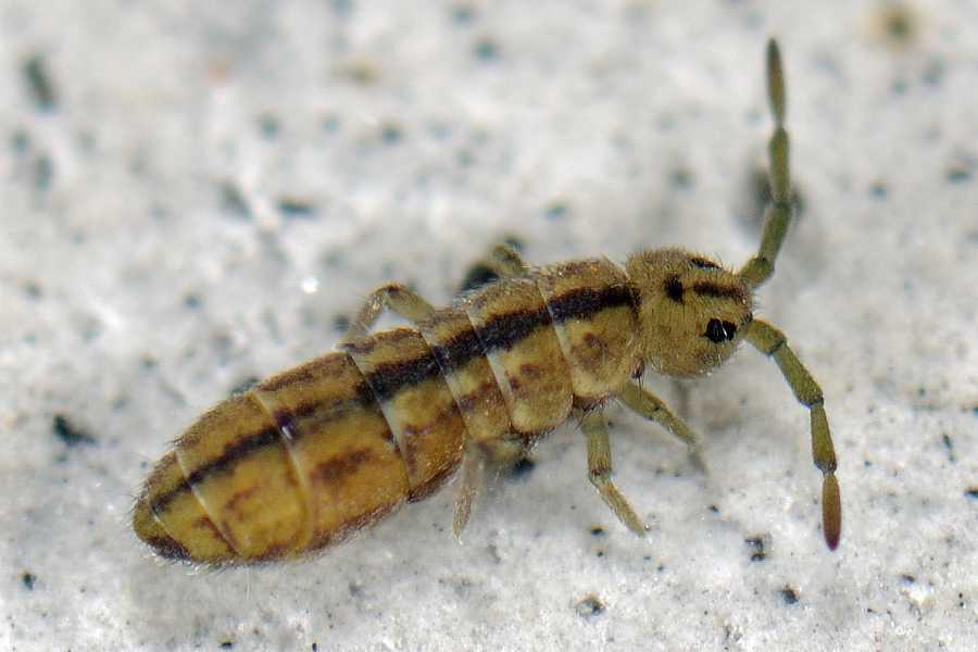 Checklist of the Collembola: Isotominae