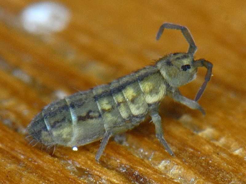 Checklist of the Collembola: Isotominae