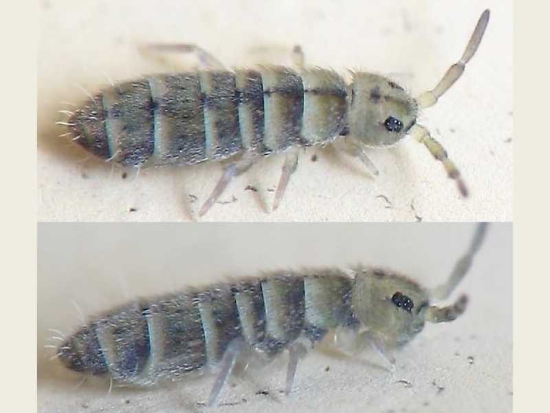 Checklist of the Collembola: Isotominae