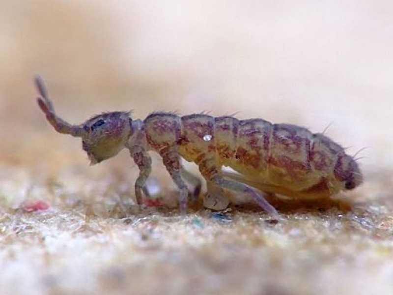 Checklist of the Collembola: Isotominae