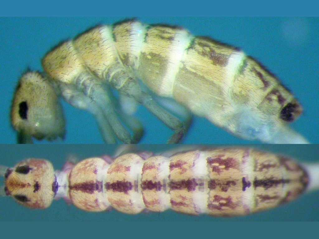 Checklist of the Collembola: Isotominae