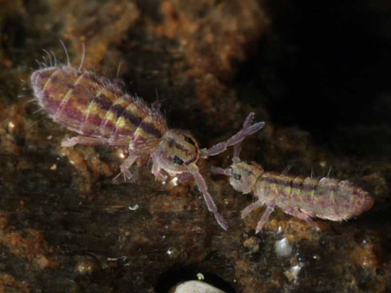 Checklist of the Collembola: Isotominae