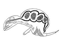 Checklist of the Collembola: Neelidae
