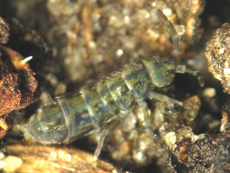 Checklist of the Collembola: Isotominae