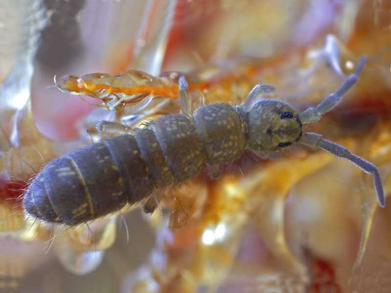 Checklist of the Collembola: Isotominae