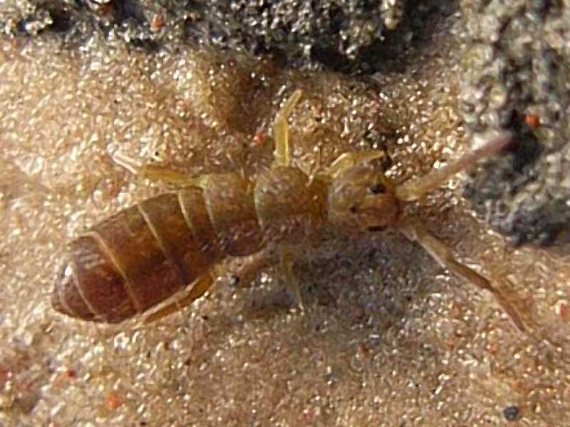 Checklist of the Collembola: Isotominae
