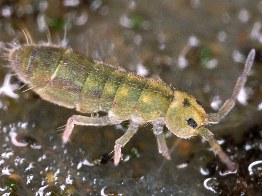 Checklist of the Collembola: Isotominae