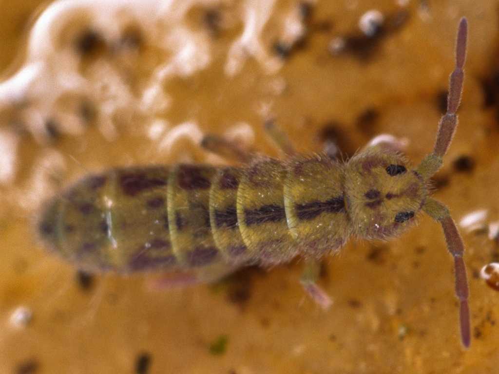 Checklist of the Collembola: Isotominae