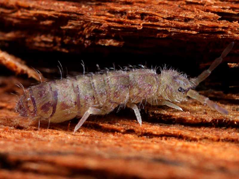 Checklist of the Collembola: Isotominae
