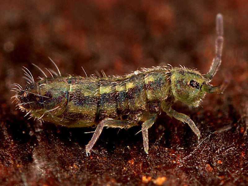 Checklist of the Collembola: Isotominae