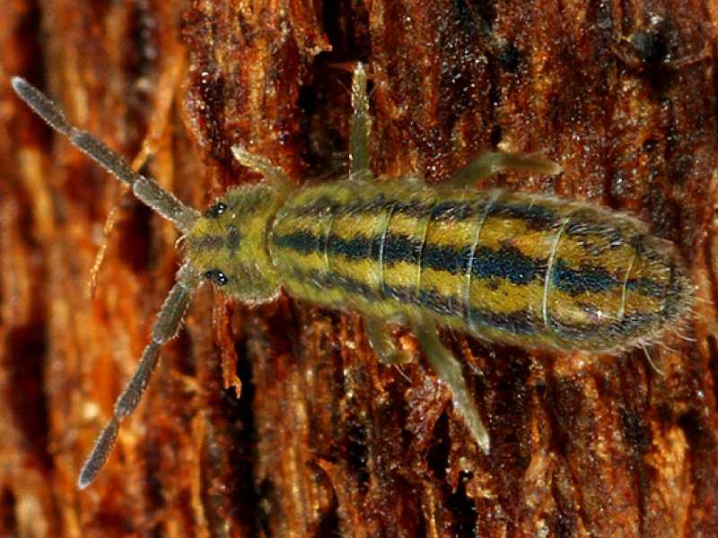 Checklist of the Collembola: Isotominae