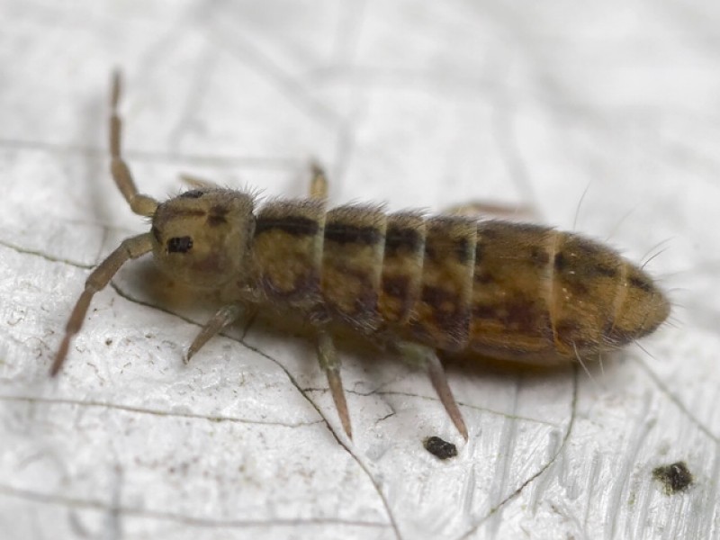 Checklist of the Collembola: Isotominae