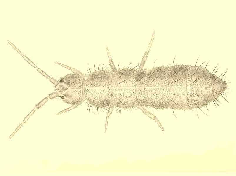 Checklist of the Collembola: Isotominae