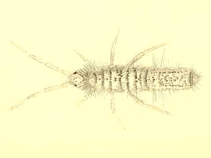 Checklist of the Collembola: Seirinae