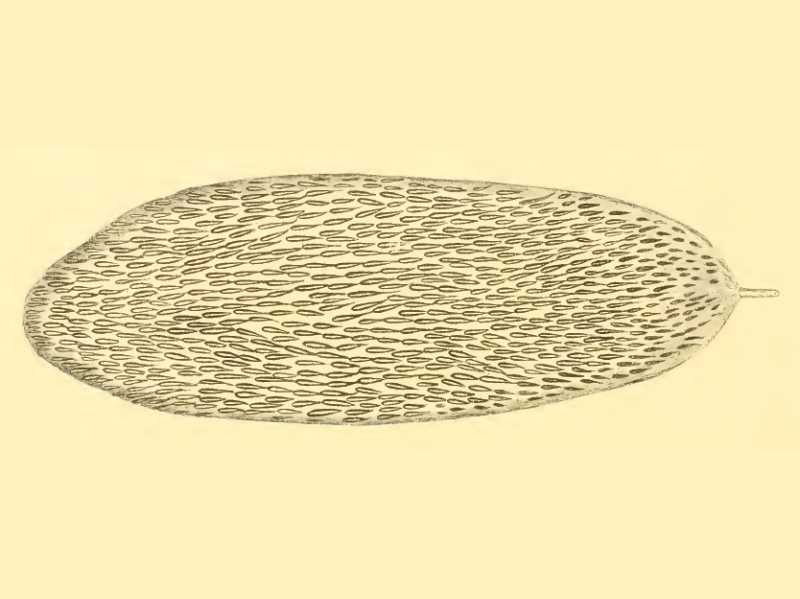 Checklist of the Collembola: Seirinae