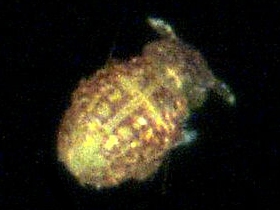 Checklist of the Collembola: Neelidae