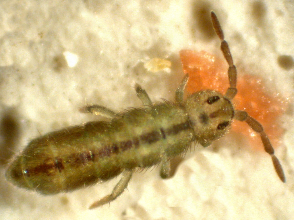 Checklist of the Collembola: Isotominae