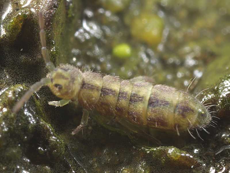 Checklist of the Collembola: Isotominae