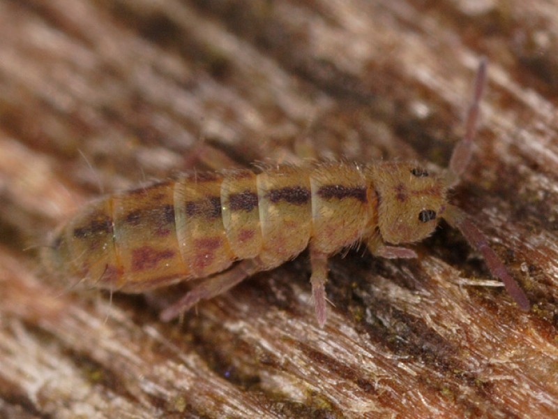Checklist of the Collembola: Isotominae