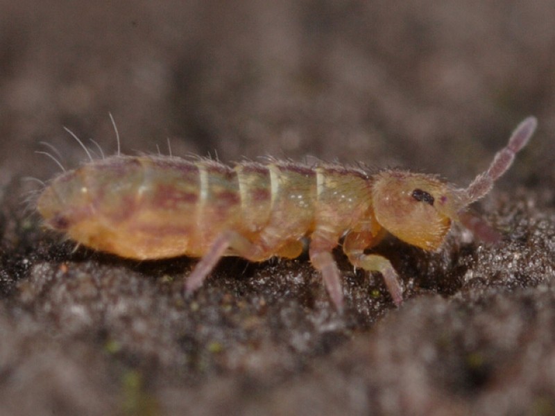 Checklist of the Collembola: Isotominae