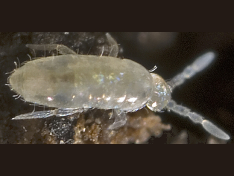 Checklist of the Collembola: Cyphoderinae