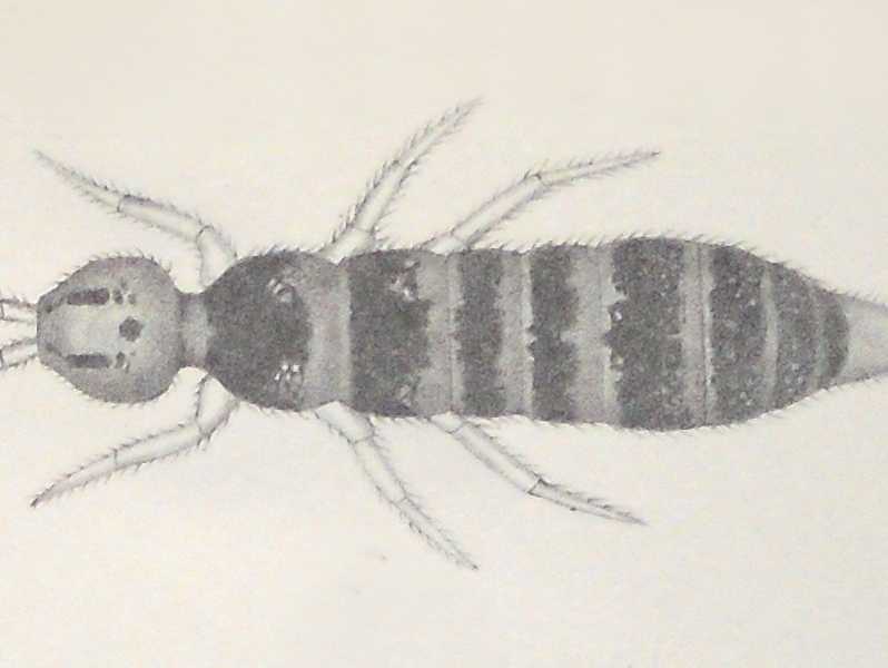 Checklist of the Collembola: Isotominae