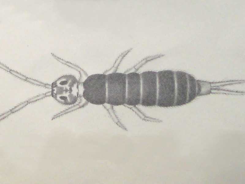 Checklist of the Collembola: Isotominae