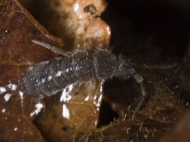 Checklist of the Collembola: Isotominae