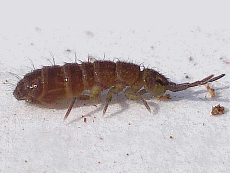 Checklist of the Collembola: Isotominae