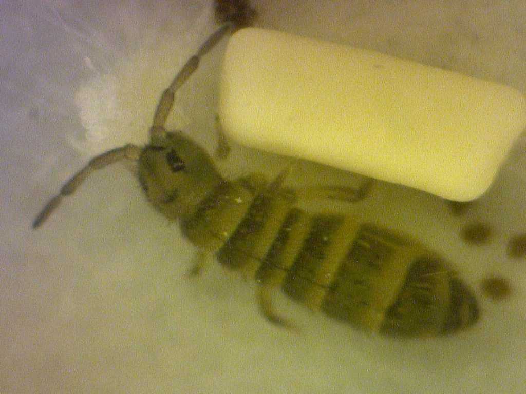 Checklist of the Collembola: Isotominae