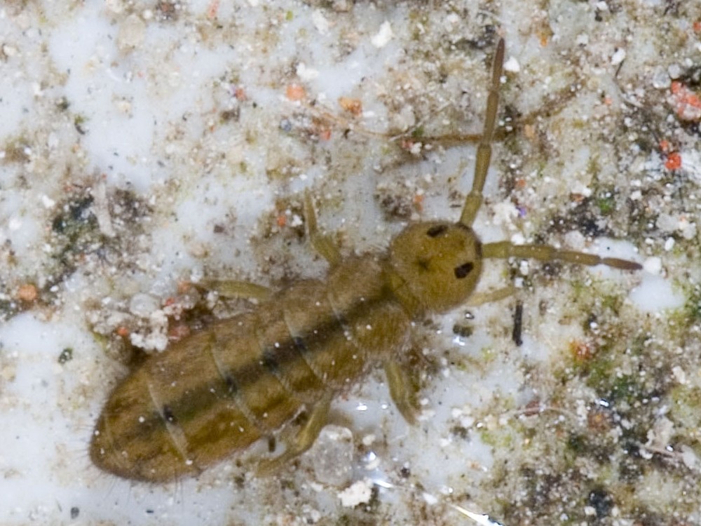 Checklist of the Collembola: Isotominae