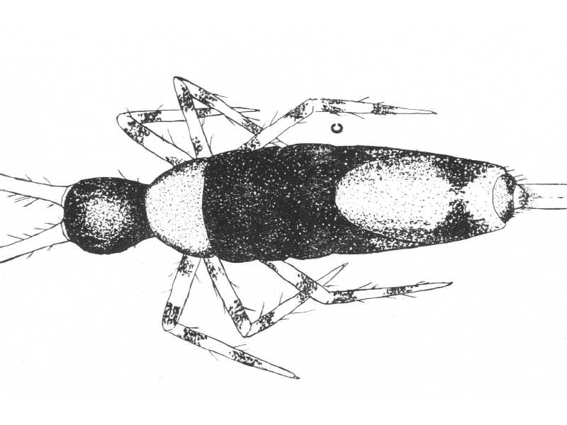 Checklist of the Collembola: Paronellinae
